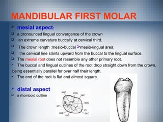 مورفولوژی دندانهای شیری.ppt primary teeth morphology | PPT