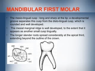 مورفولوژی دندانهای شیری.ppt primary teeth morphology | PPT