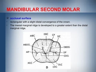 مورفولوژی دندانهای شیری.ppt primary teeth morphology | PPT