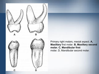 مورفولوژی دندانهای شیری.ppt primary teeth morphology | PPT