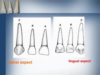 مورفولوژی دندانهای شیری.ppt primary teeth morphology | PPT