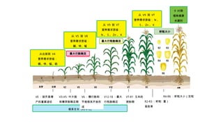 Corn nutrient needs in different 玉米不同时期营养需求层级.pptx