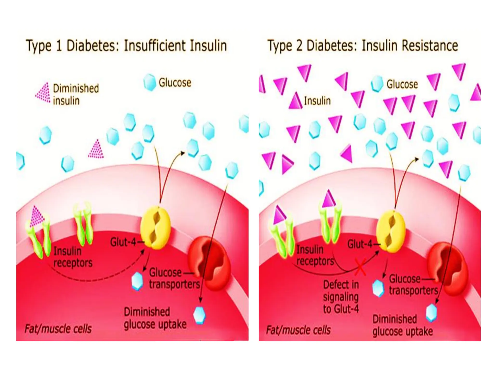 أول محاضرة Biochemistry في ال Diabetes Mellitus | PPT