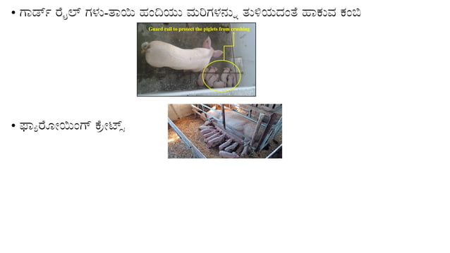 modern methods of pig rearing in kannada.pptx