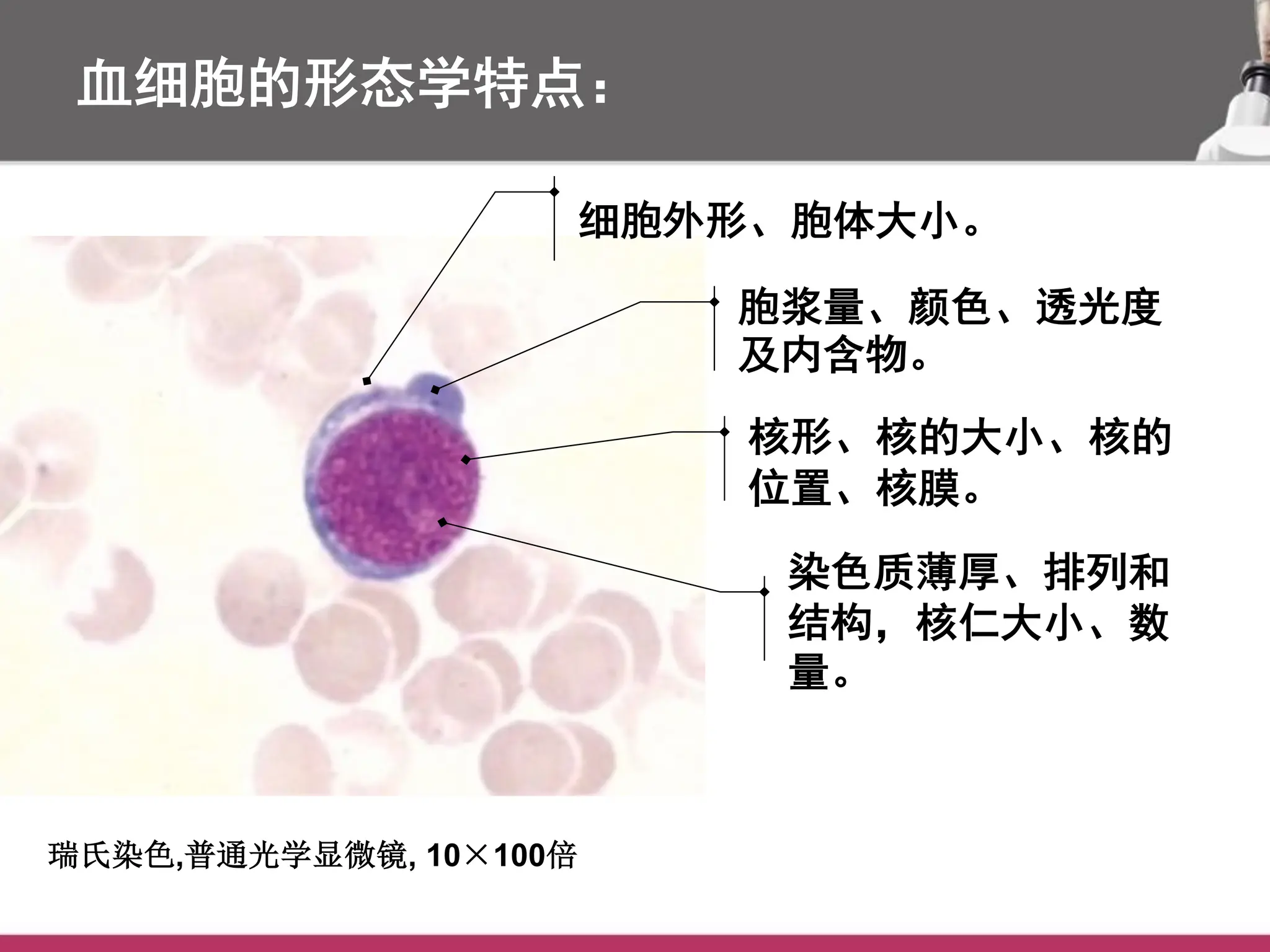 骨髓细胞形态学检查.pdf (Bone marrow cell morphology examination)) | PPT