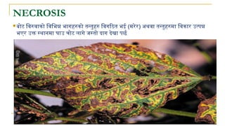 बाली रोगका केहि प्रमुख लक्षणहरु symptoms of plant diseases.pptx