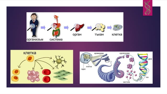 DNA experiment do it yourself for kids stem lesson | PPTX