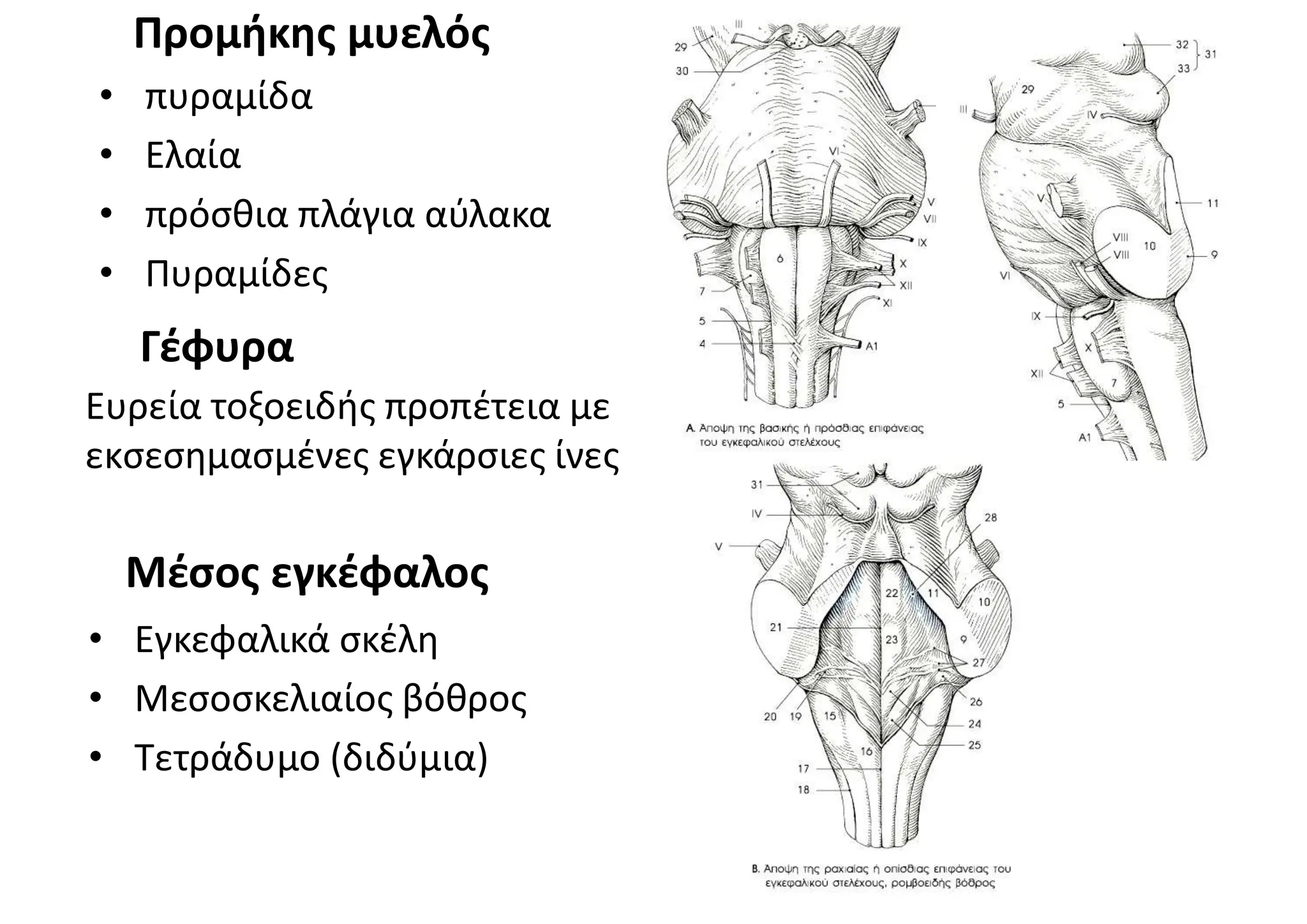 παρεγκεφαλίδα.pdf cerebellum anatomy.... | PDF