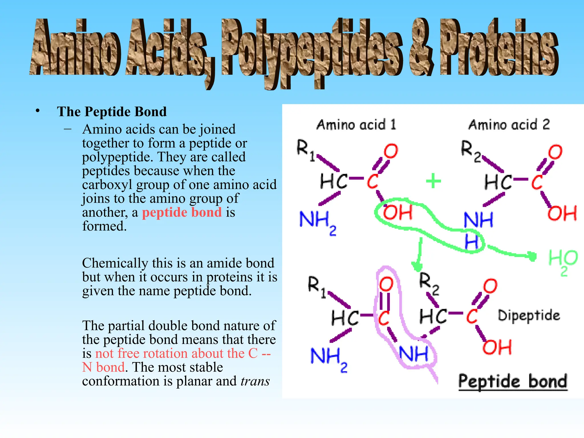 Amino Acids, Polypeptides & Proteinsppt Characteristics of Proteins | PPT