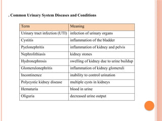 Comprehensive Medical Terminology of Respiratory and Urinary Systems | PPTX