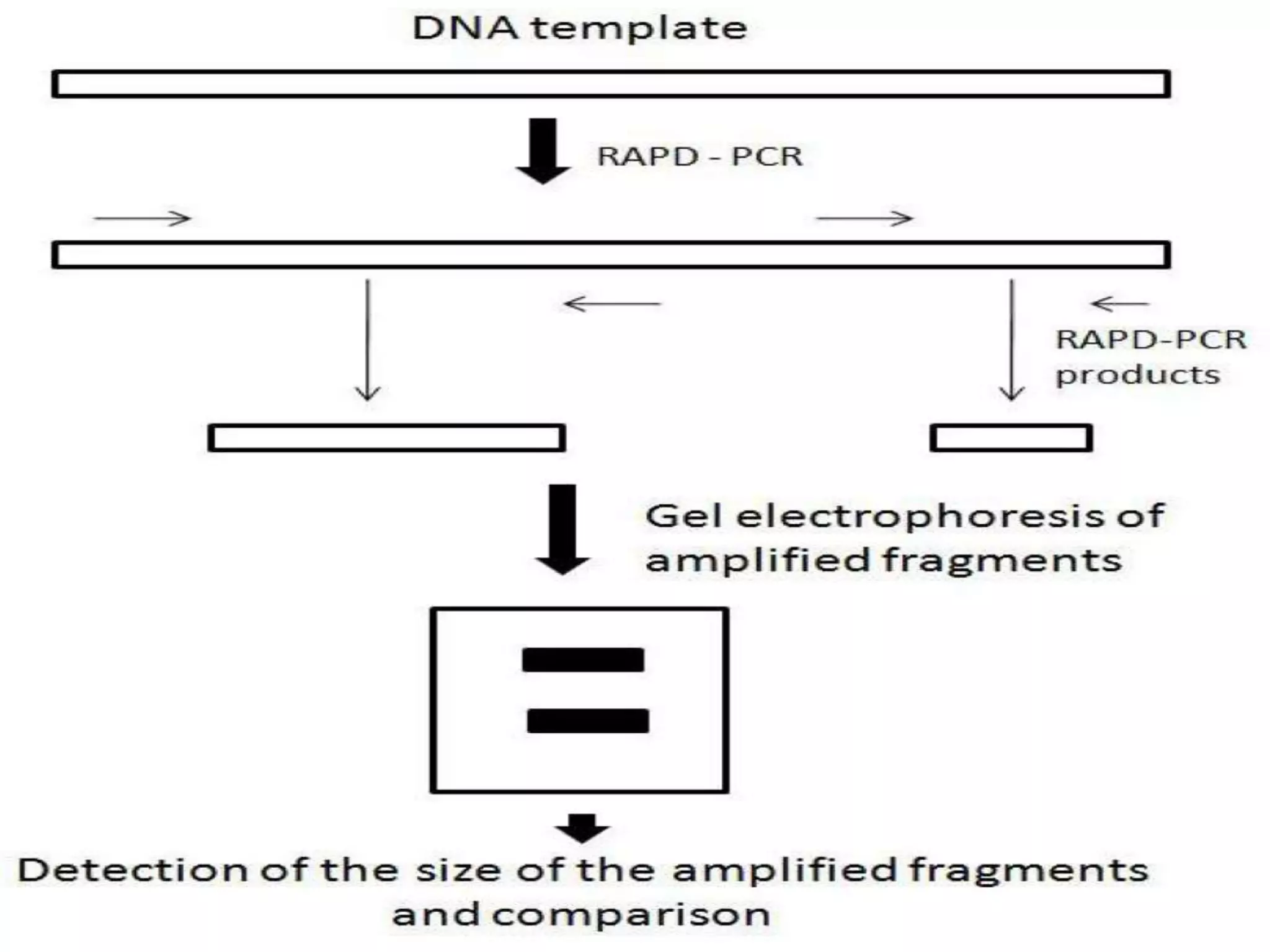 Random amplified polymorphic DNA-RAPD.pptx