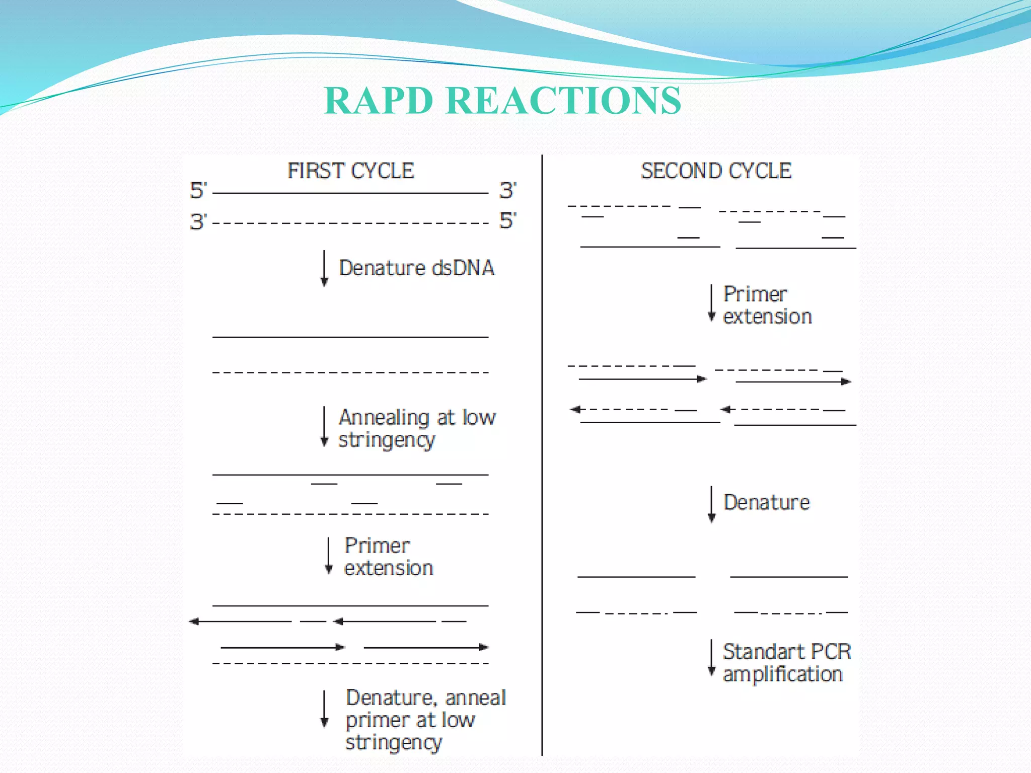 Random amplified polymorphic DNA-RAPD.pptx