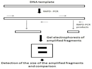 Random amplified polymorphic DNA-RAPD.pptx