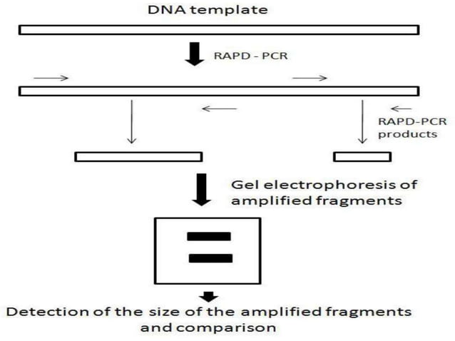 Random amplified polymorphic DNA-RAPD.pptx | Chemistry | Science