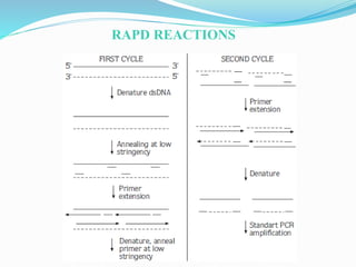 Random amplified polymorphic DNA-RAPD.pptx