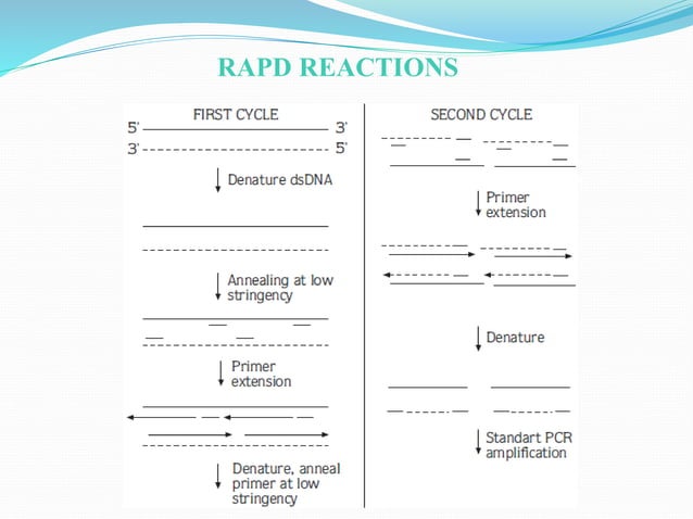 Random amplified polymorphic DNA-RAPD.pptx | Chemistry | Science