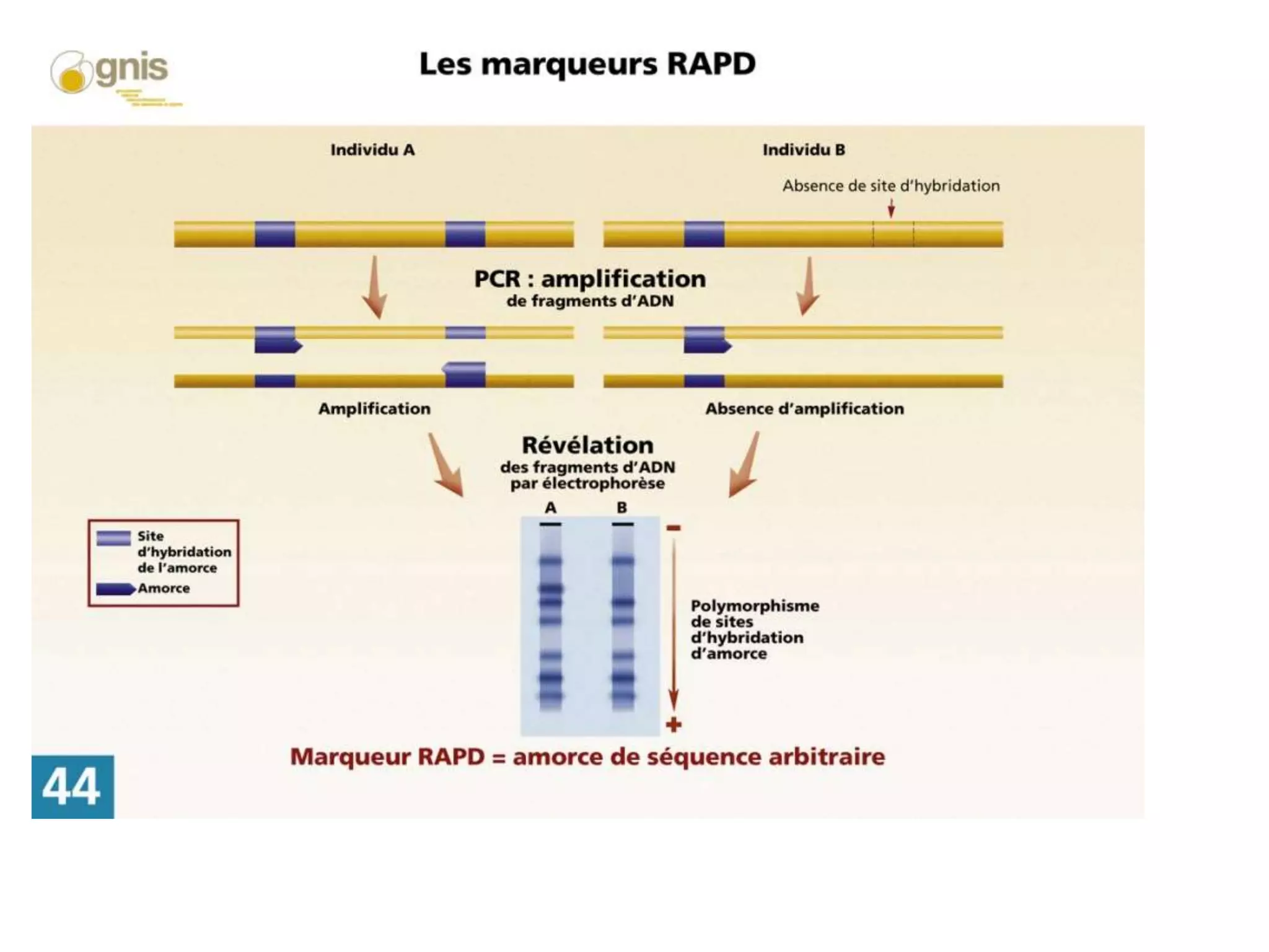 Random amplified polymorphic dna (rapd) | PPTX