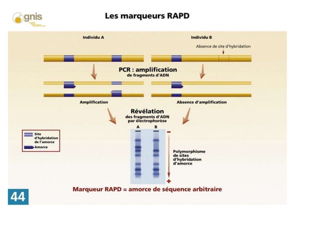 Random amplified polymorphic dna (rapd) | PPTX