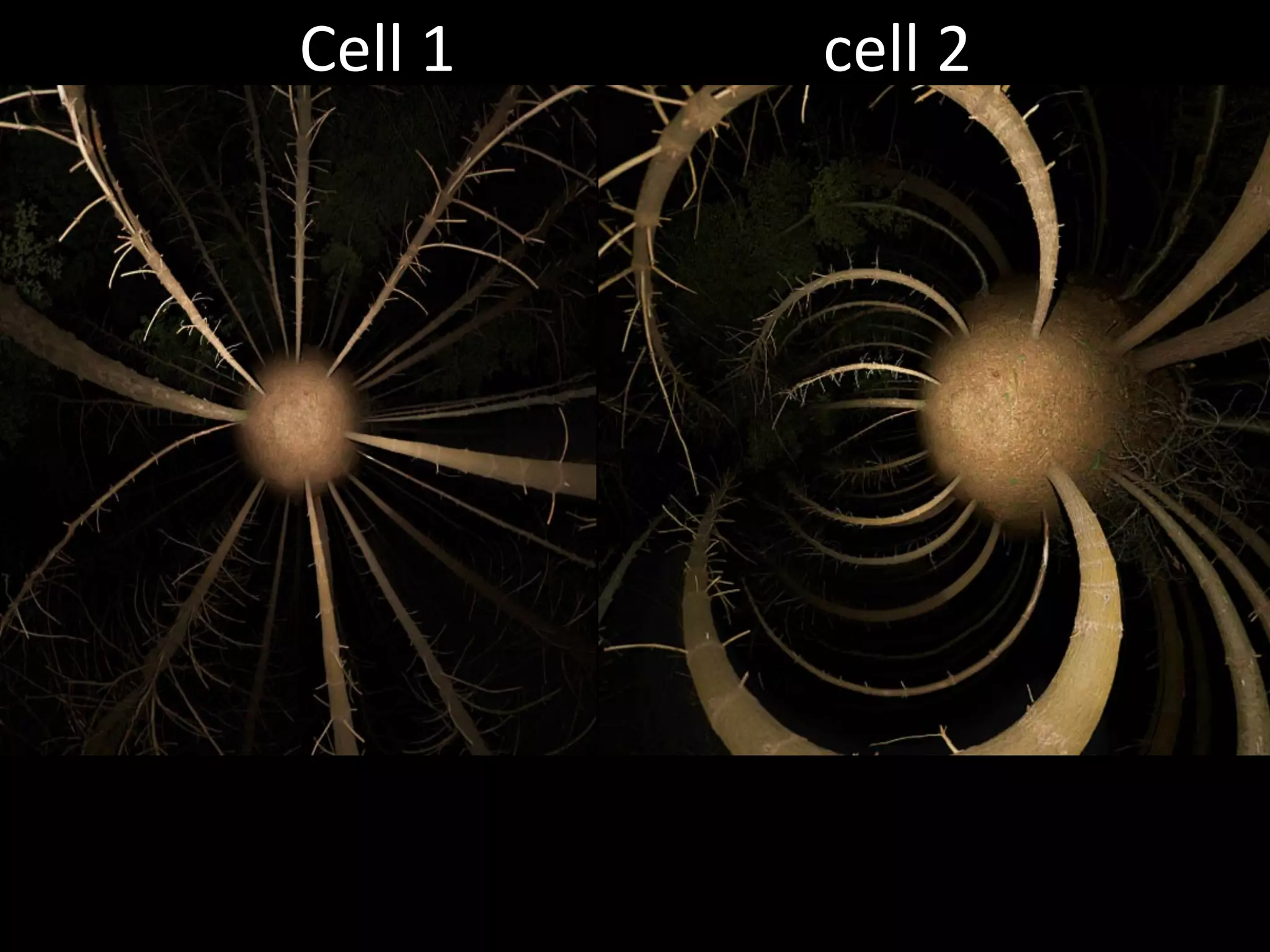 Randy scott slavin presentation | PPT