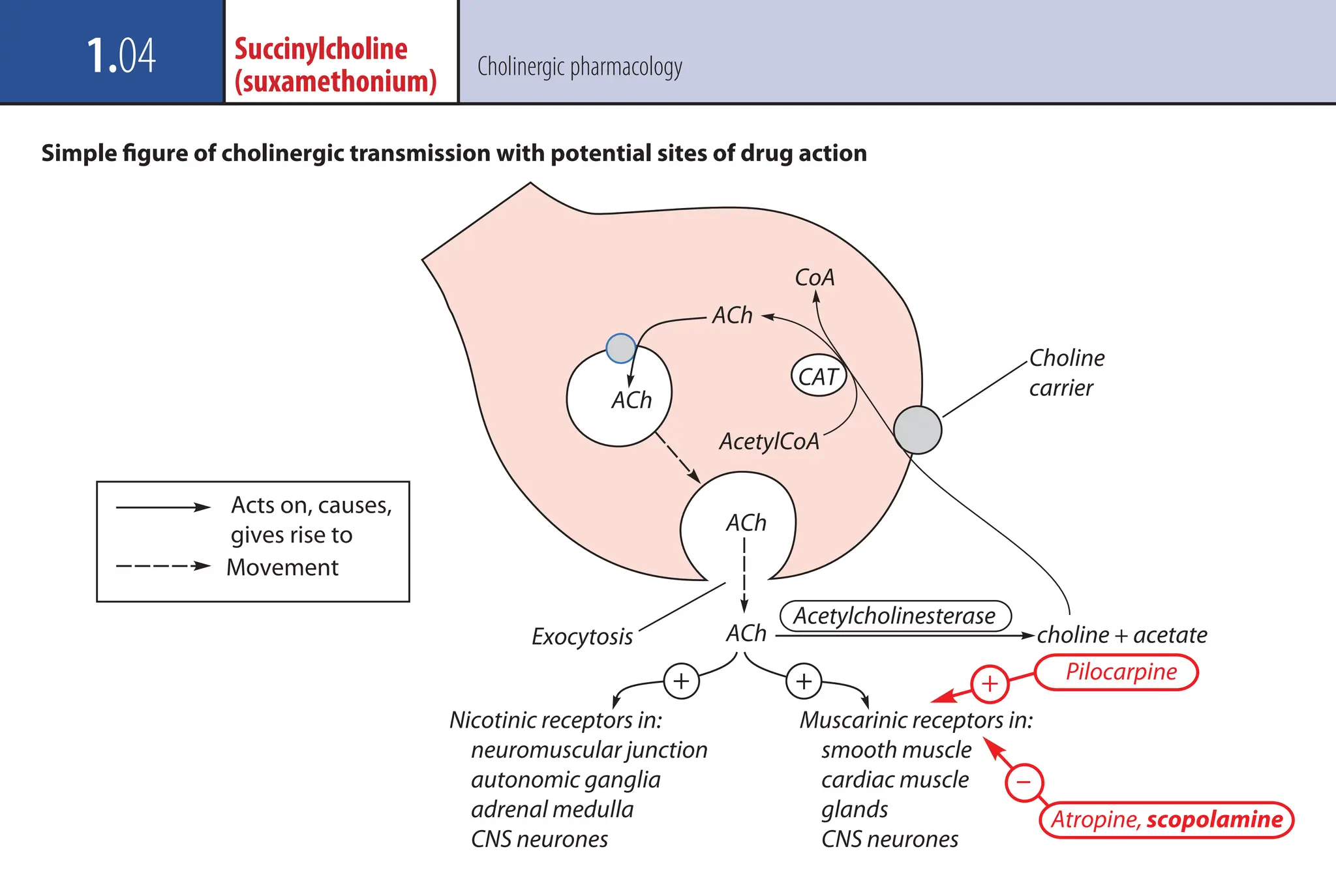 Rang and Dale Pharmacology Flashcards.pdf