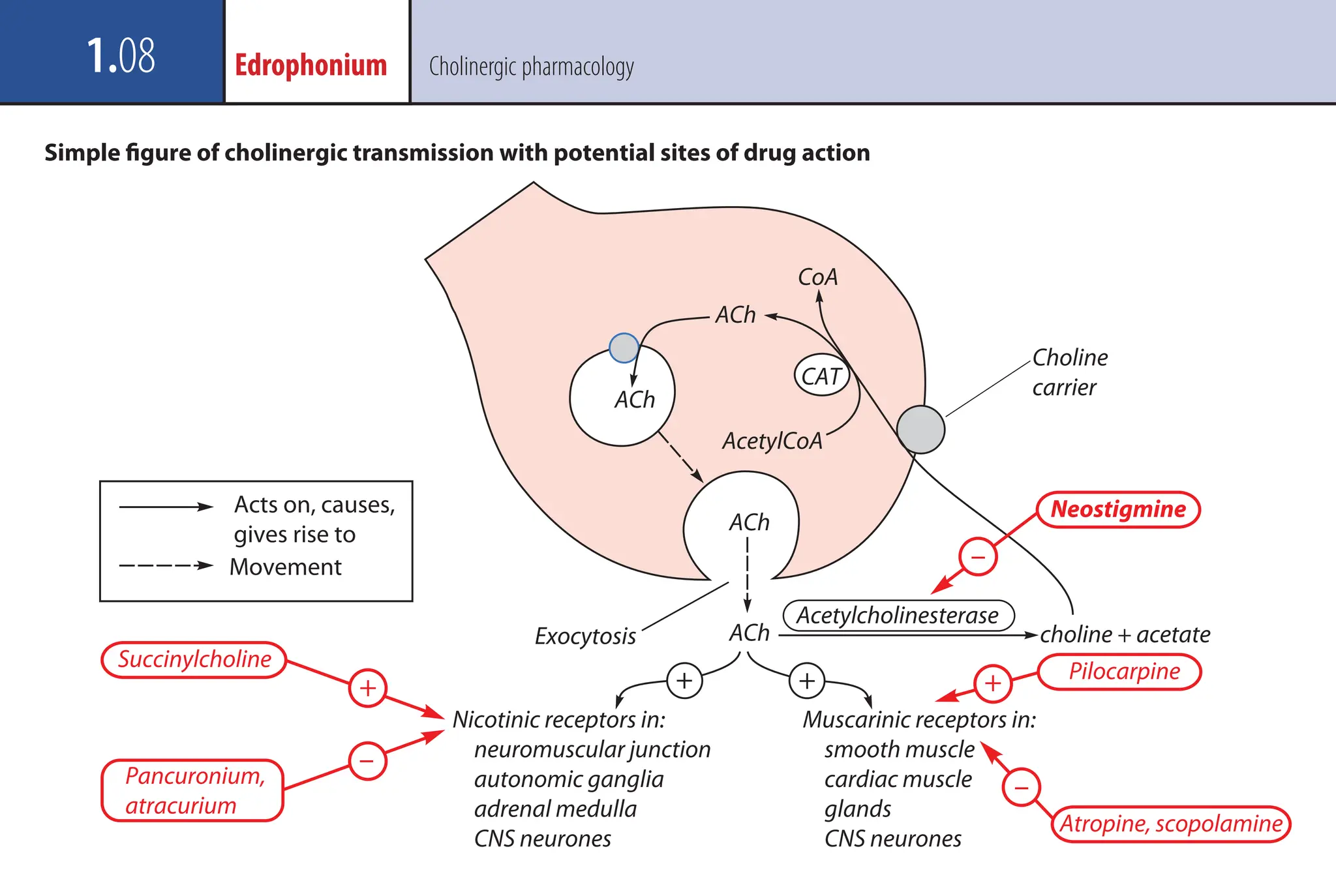 Rang and Dale Pharmacology Flashcards.pdf