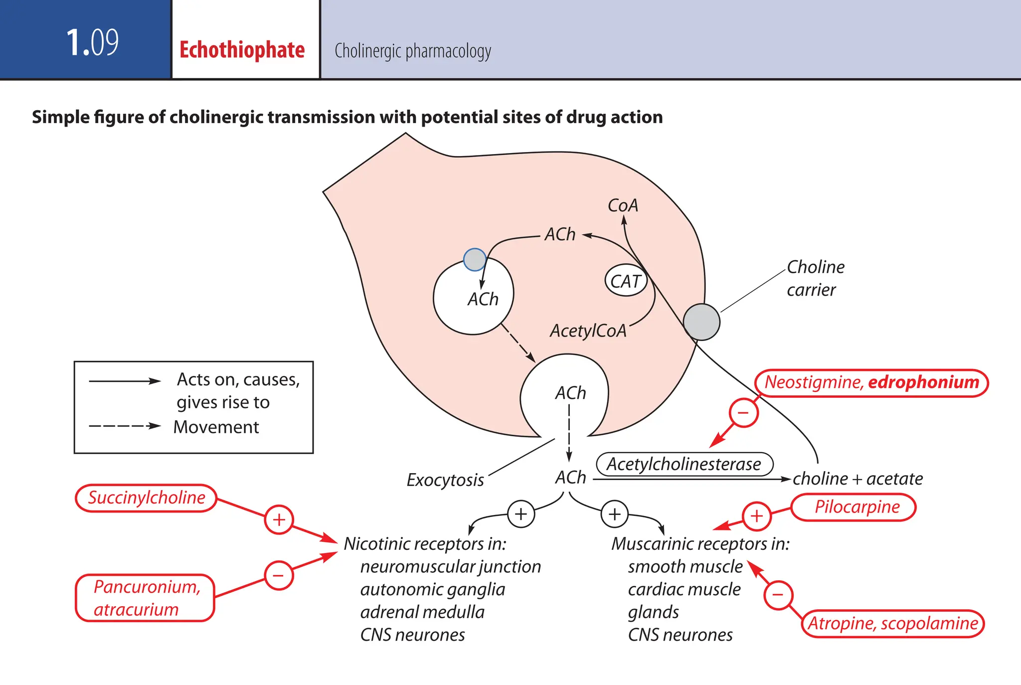 Rang and Dale Pharmacology Flashcards.pdf