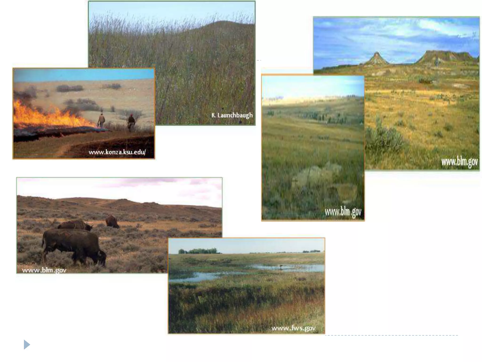Rangeland Management | PPTX