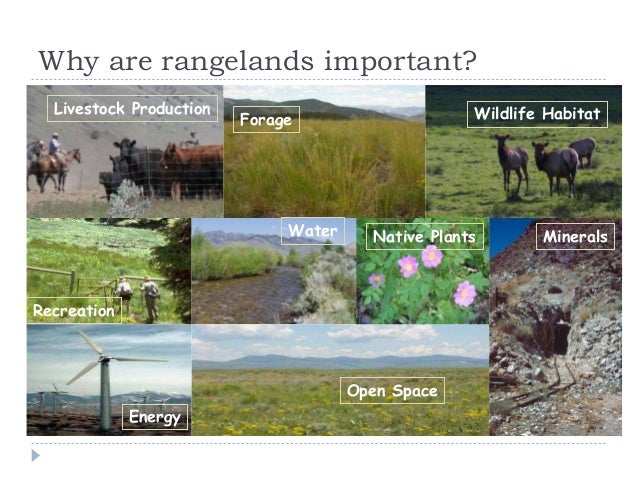 Rangeland Management