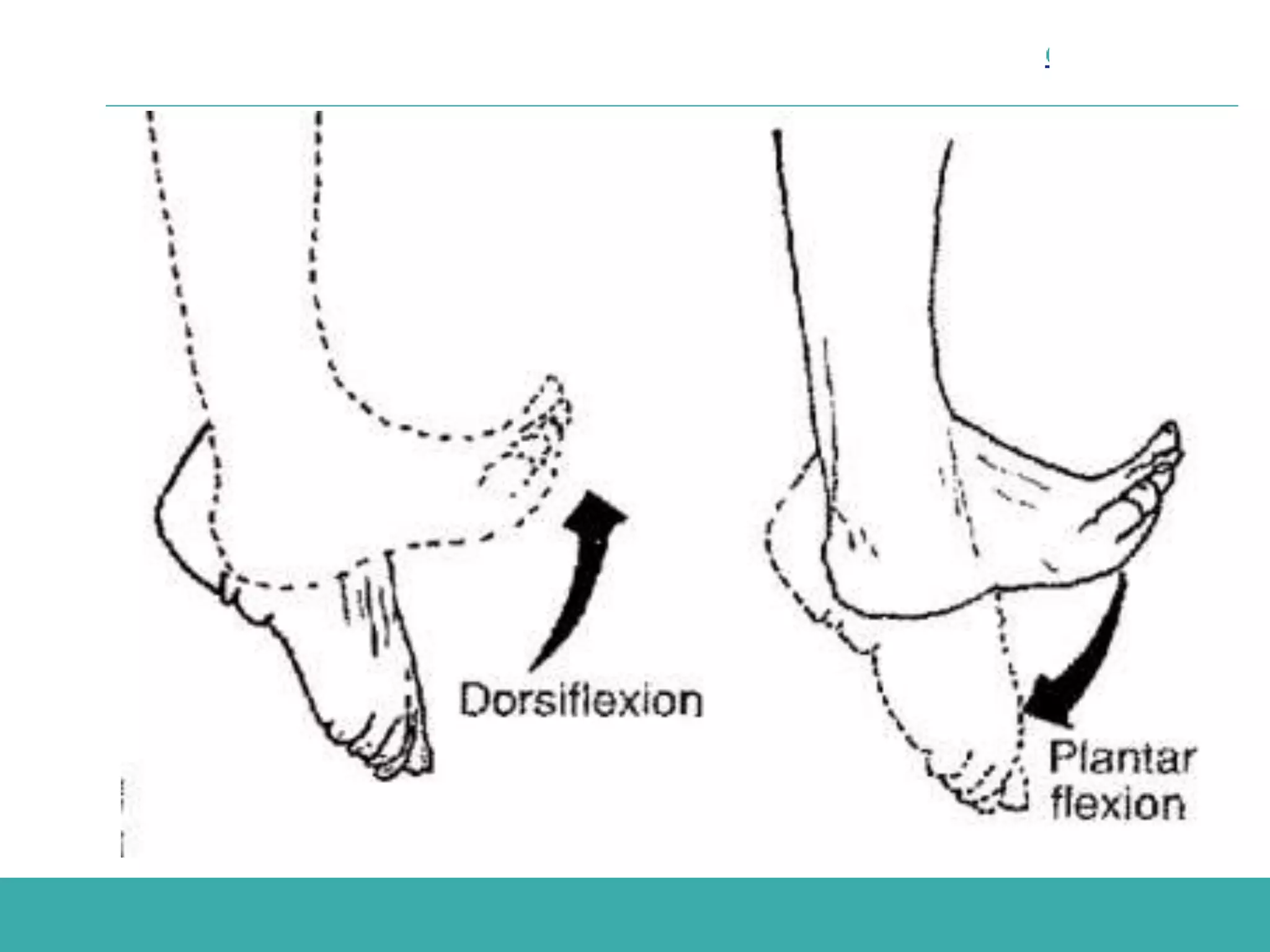 Range of motion exercises | PPTX