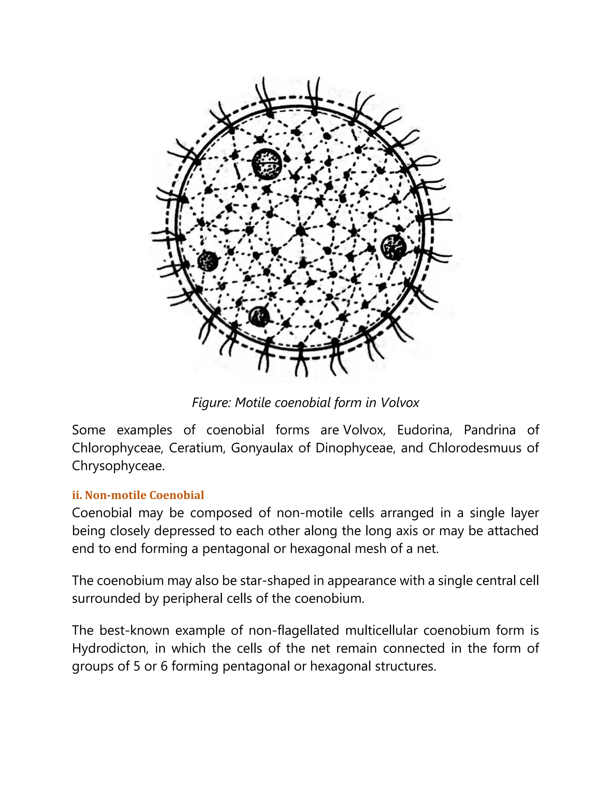 Range of Thallus Structure in Algae Full pdf | PDF