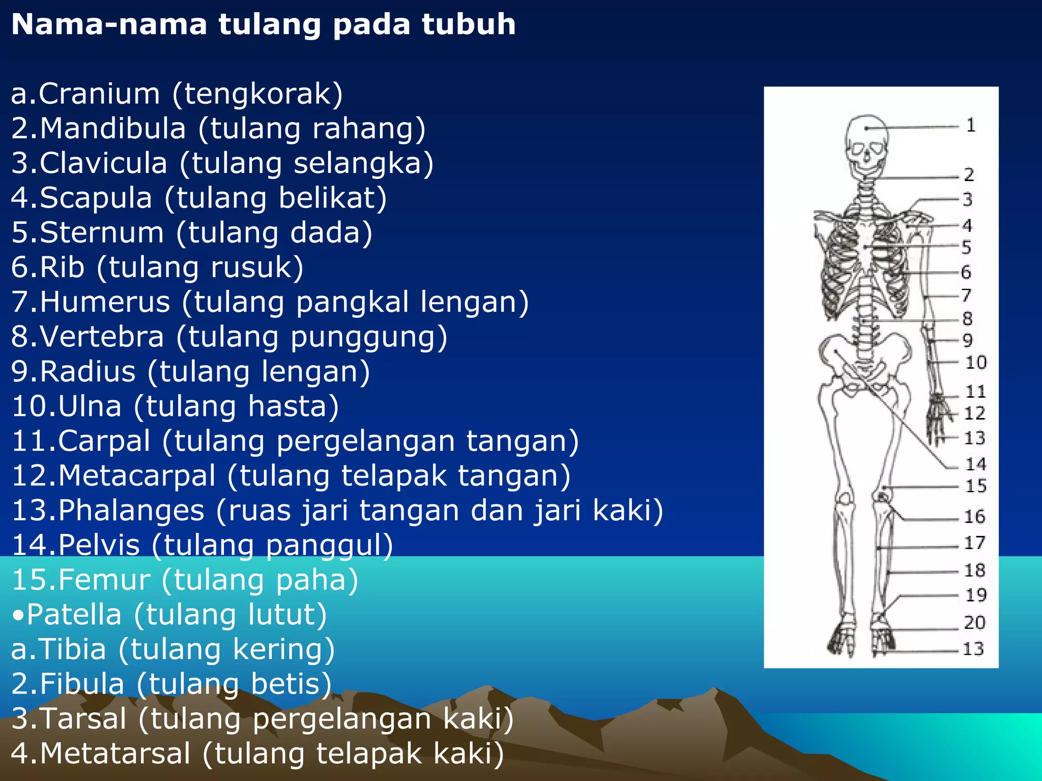 Rangka Manusia | PPT