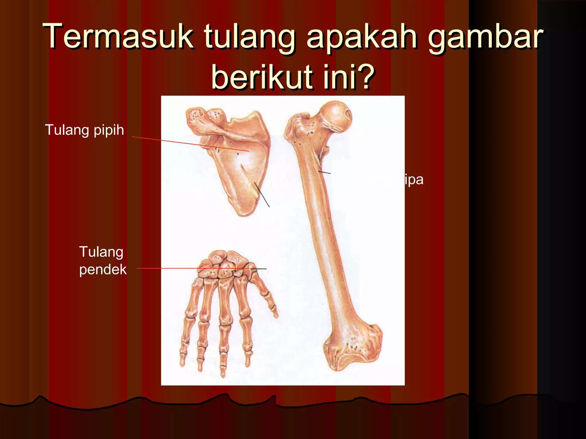 Rangka manusia | PPT