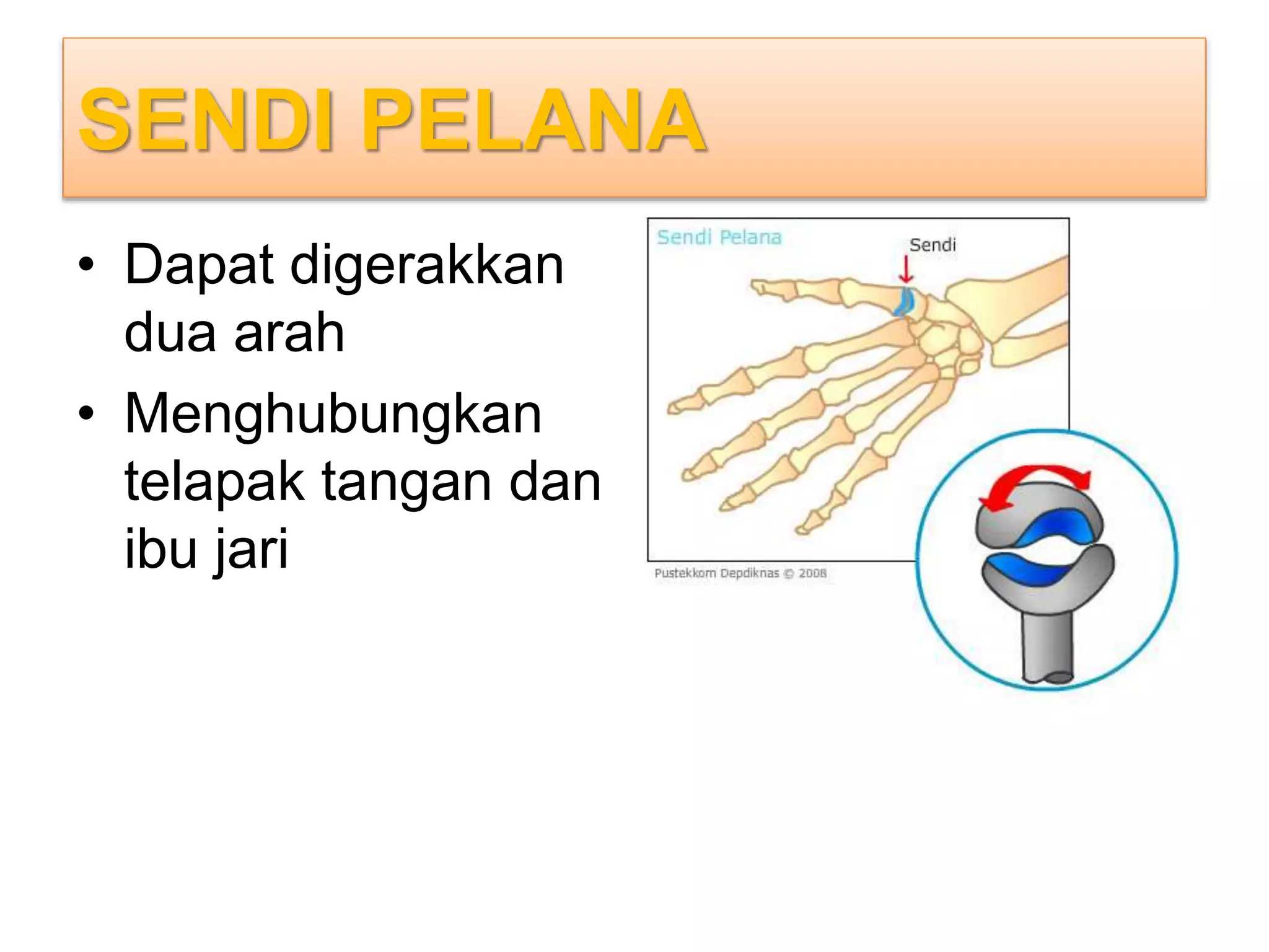 Rangka Dan Sendi | PPTX