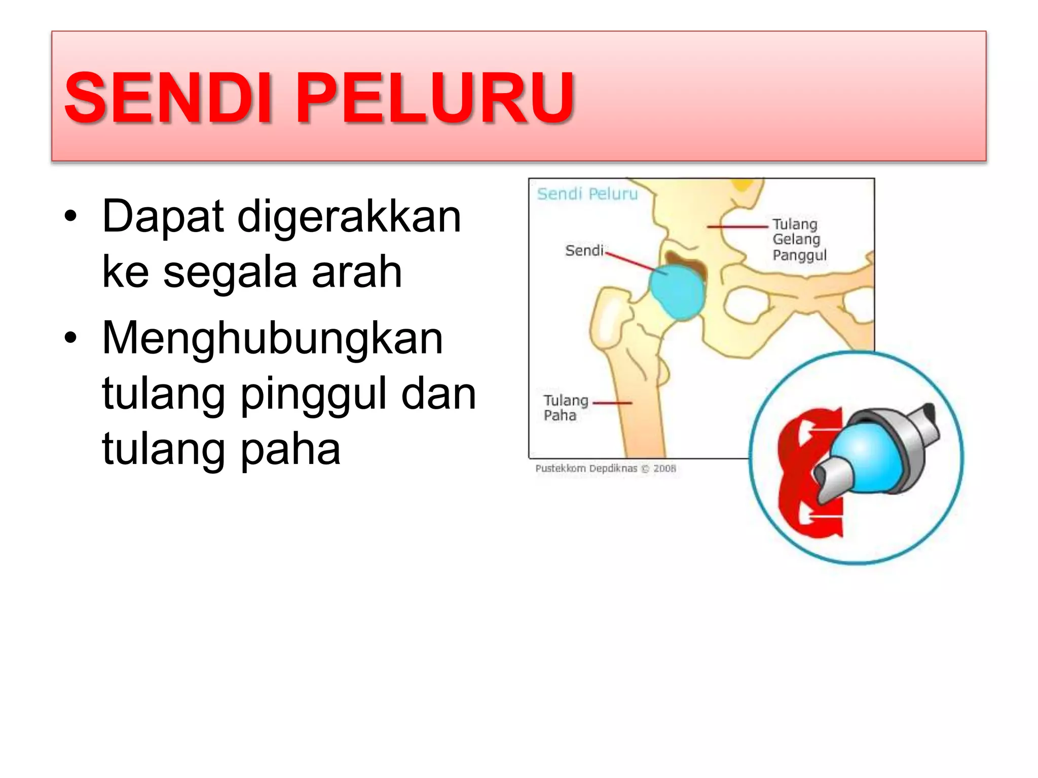 Rangka Dan Sendi | PPTX