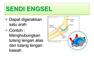 Rangka Dan Sendi | PPTX