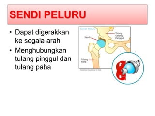 Rangka Dan Sendi | PPTX