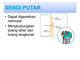 Rangka Dan Sendi | PPTX