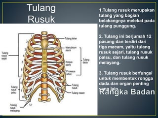 Rangka dan sendi | PPSX