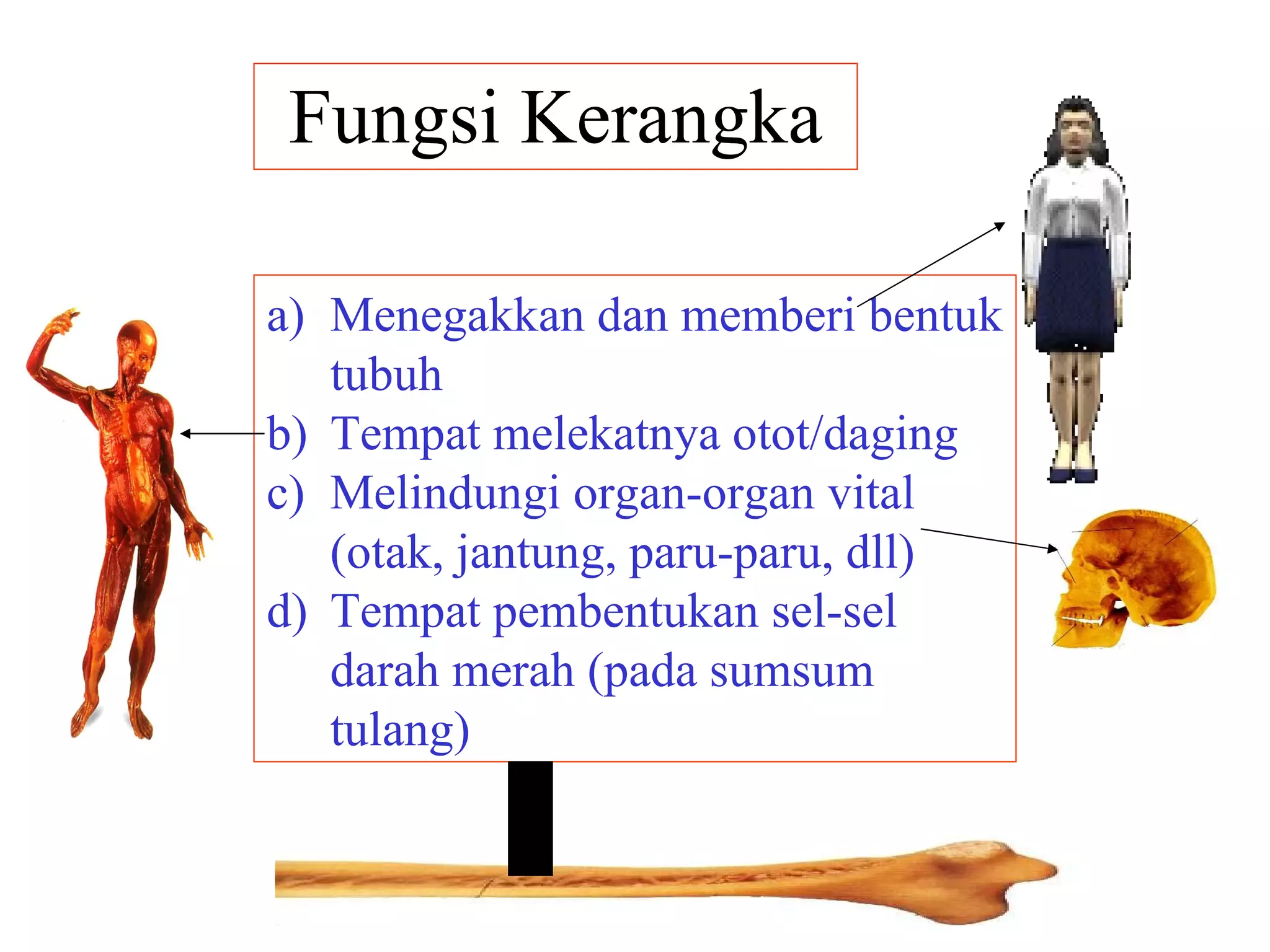 Rangka manusia | PPT