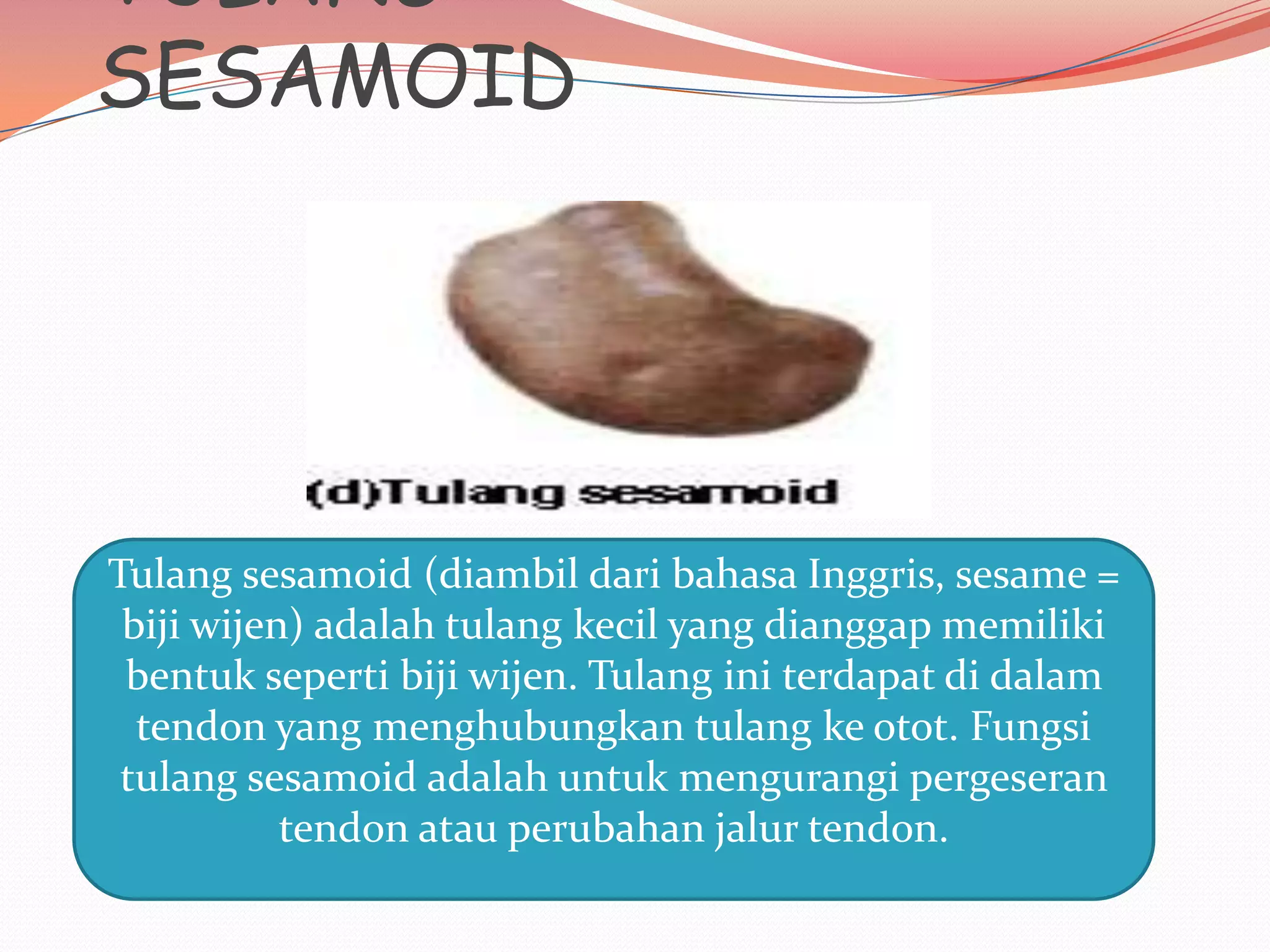 SISTEM RANGKA MANUSIA | PPTX