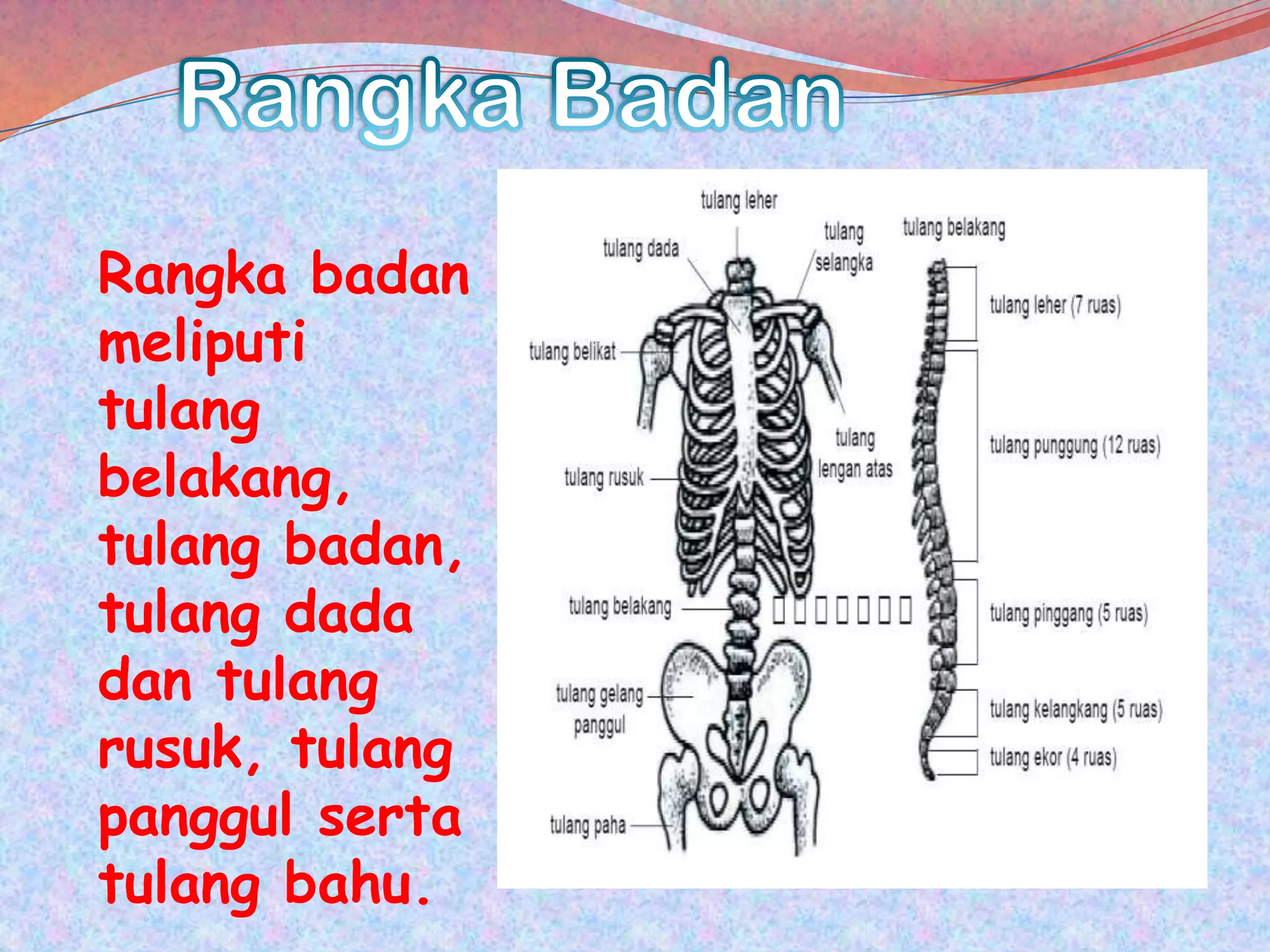 SISTEM RANGKA MANUSIA | PPTX