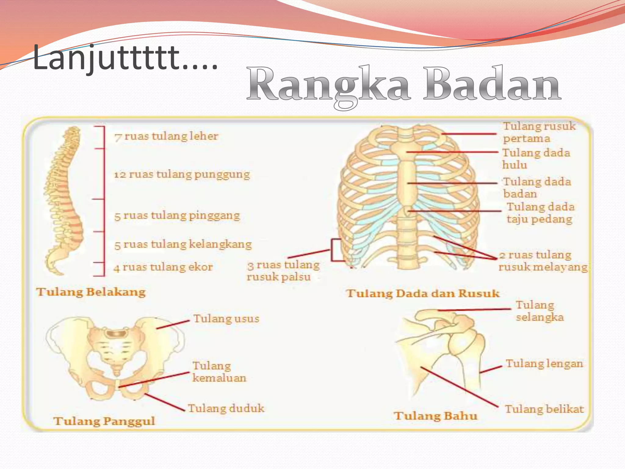 SISTEM RANGKA MANUSIA | PPTX