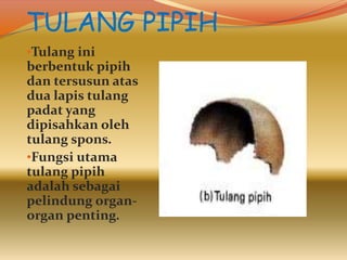 SISTEM RANGKA MANUSIA | PPTX