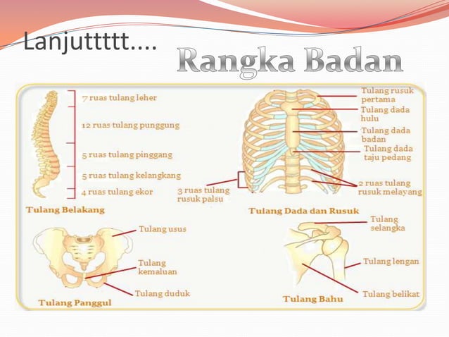 SISTEM RANGKA MANUSIA | PPTX