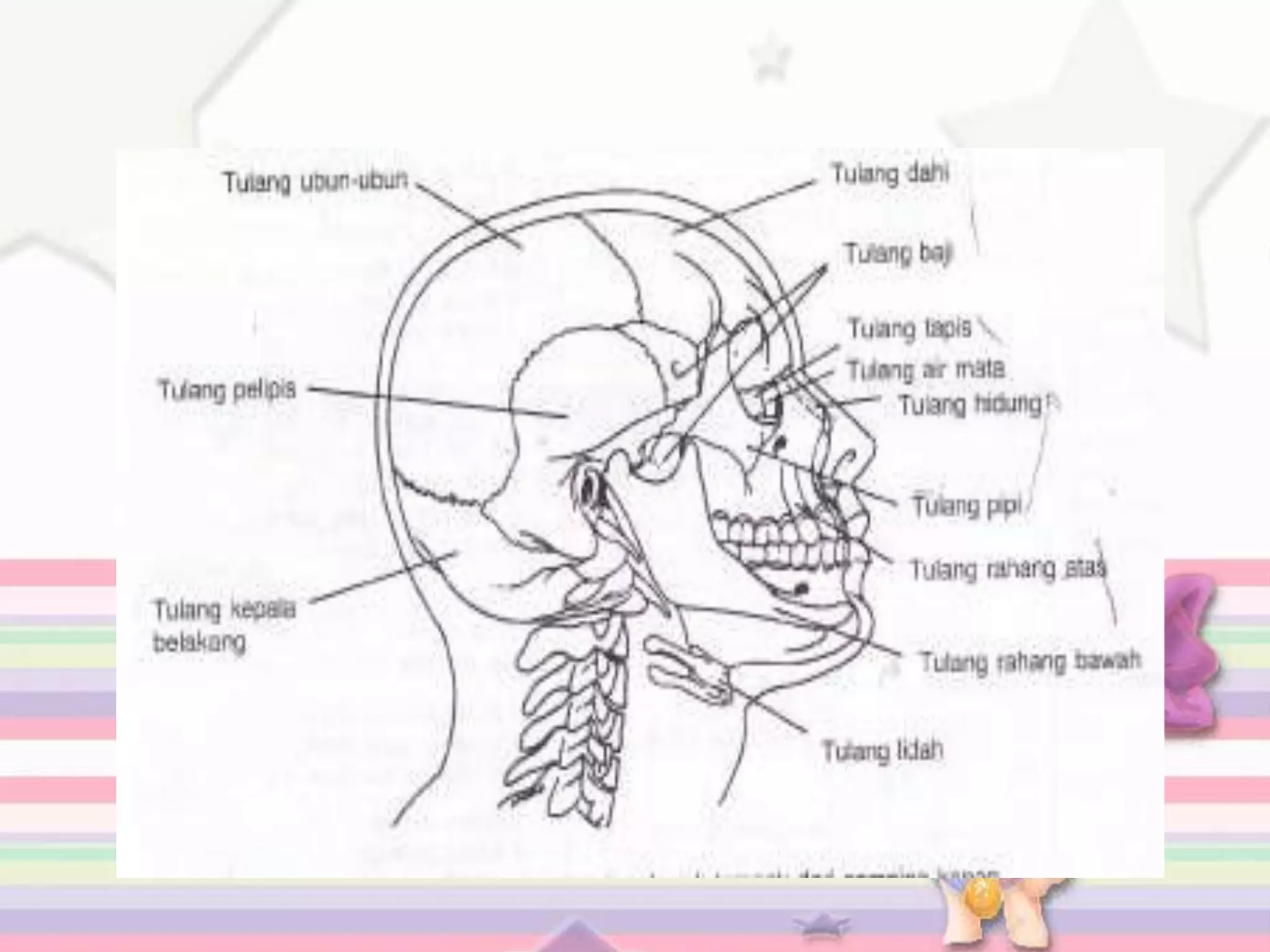 Rangka Manusia | PPTX