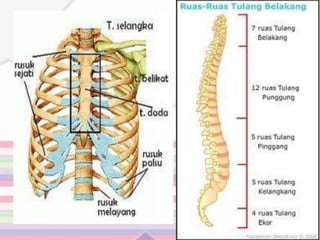 Rangka Manusia | PPTX