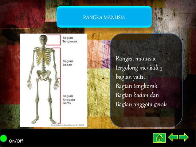 Rangka manusia | PPT