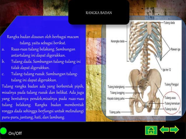 Rangka manusia | PPT