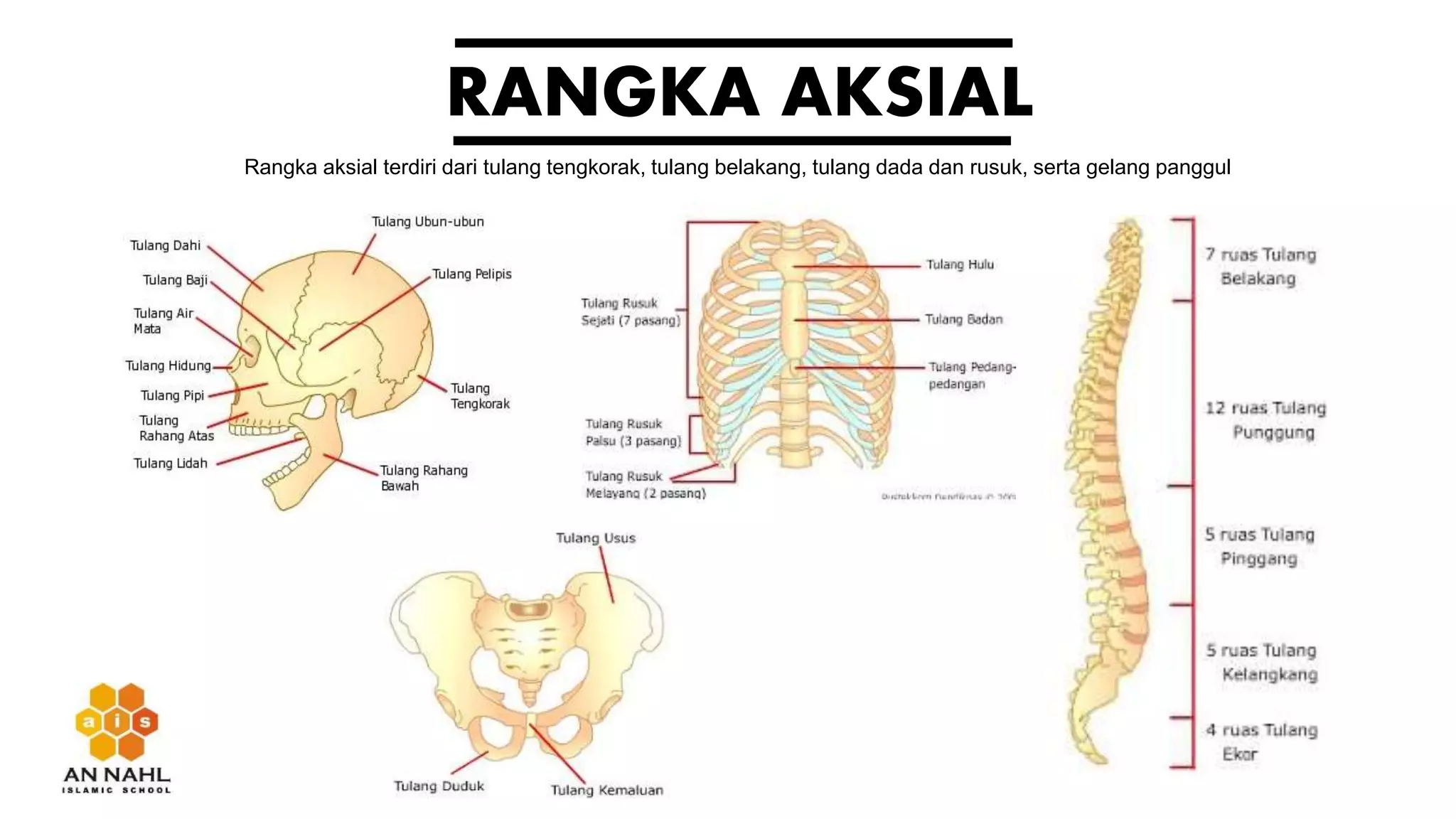 Rangka manusia | PPT
