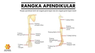 Rangka manusia | PPT